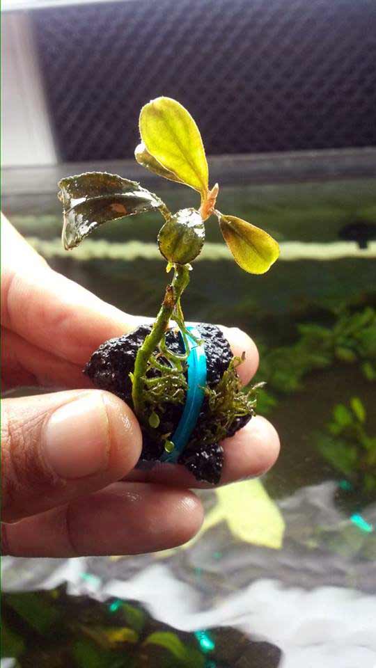 Buce ราคาพิเศษ ( มี Brownie ) ดว้ยครับ อัพเดท 1 / 11 / 56