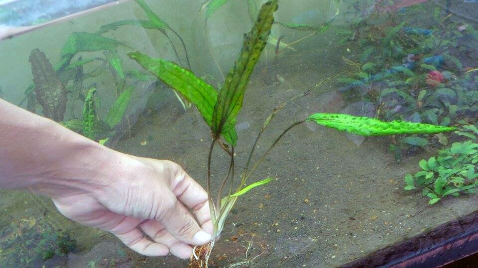 Bucephalandra , Crypt , Echinodorus