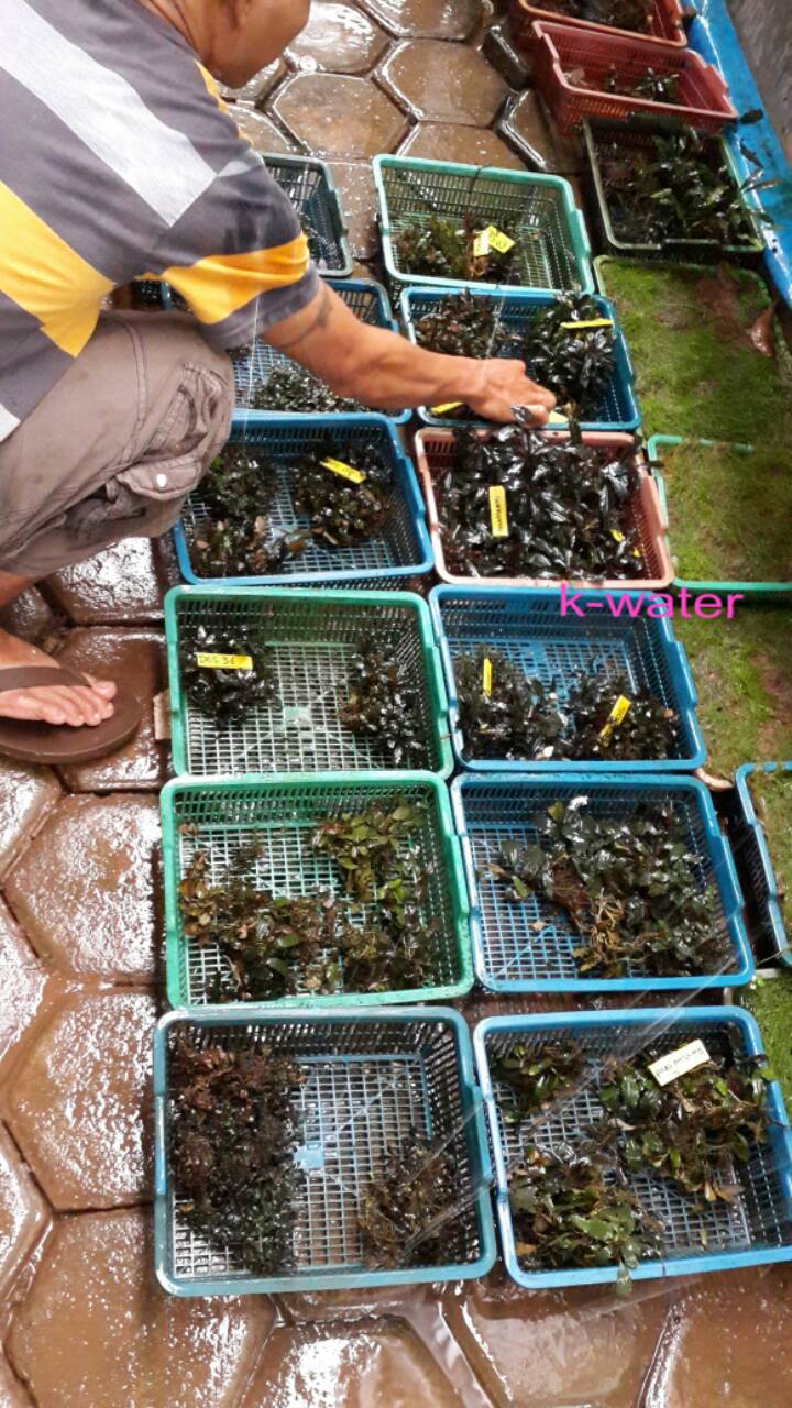 bucephalandra farm jakarta plant..