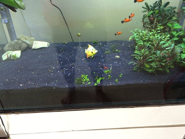 เหลือ PH มิเตอร์ / ขาเฟอร์ 24 /พัดลม Dymax