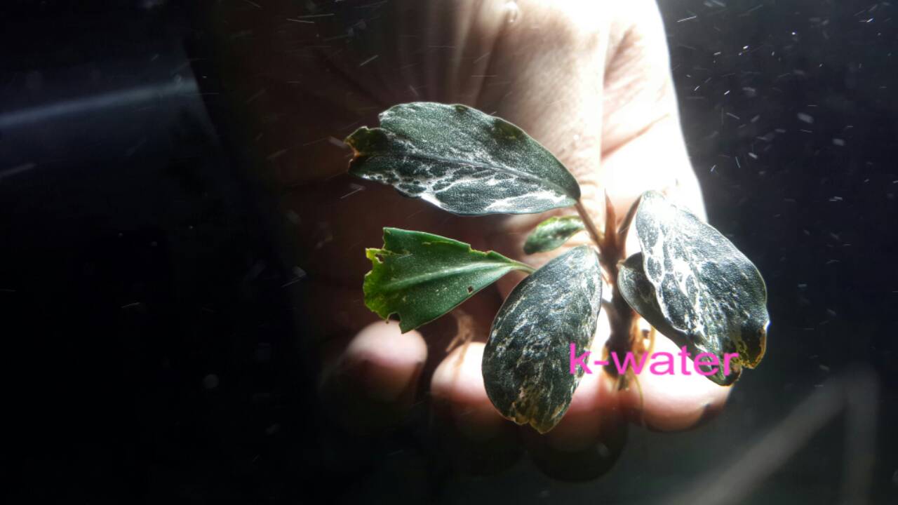 bucephalandra farm jakarta plant..