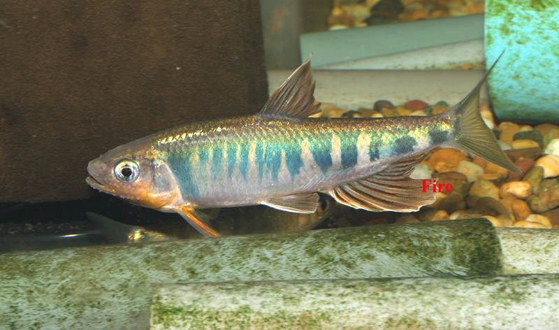 Zacco pachycephalus, Zacco playtpus and Zacco evolans