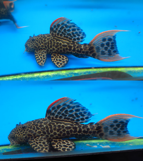 ขาย L114 ซัคเกอร์พานาเม้นต์ ปลาหมอเฟสติวุ่ม