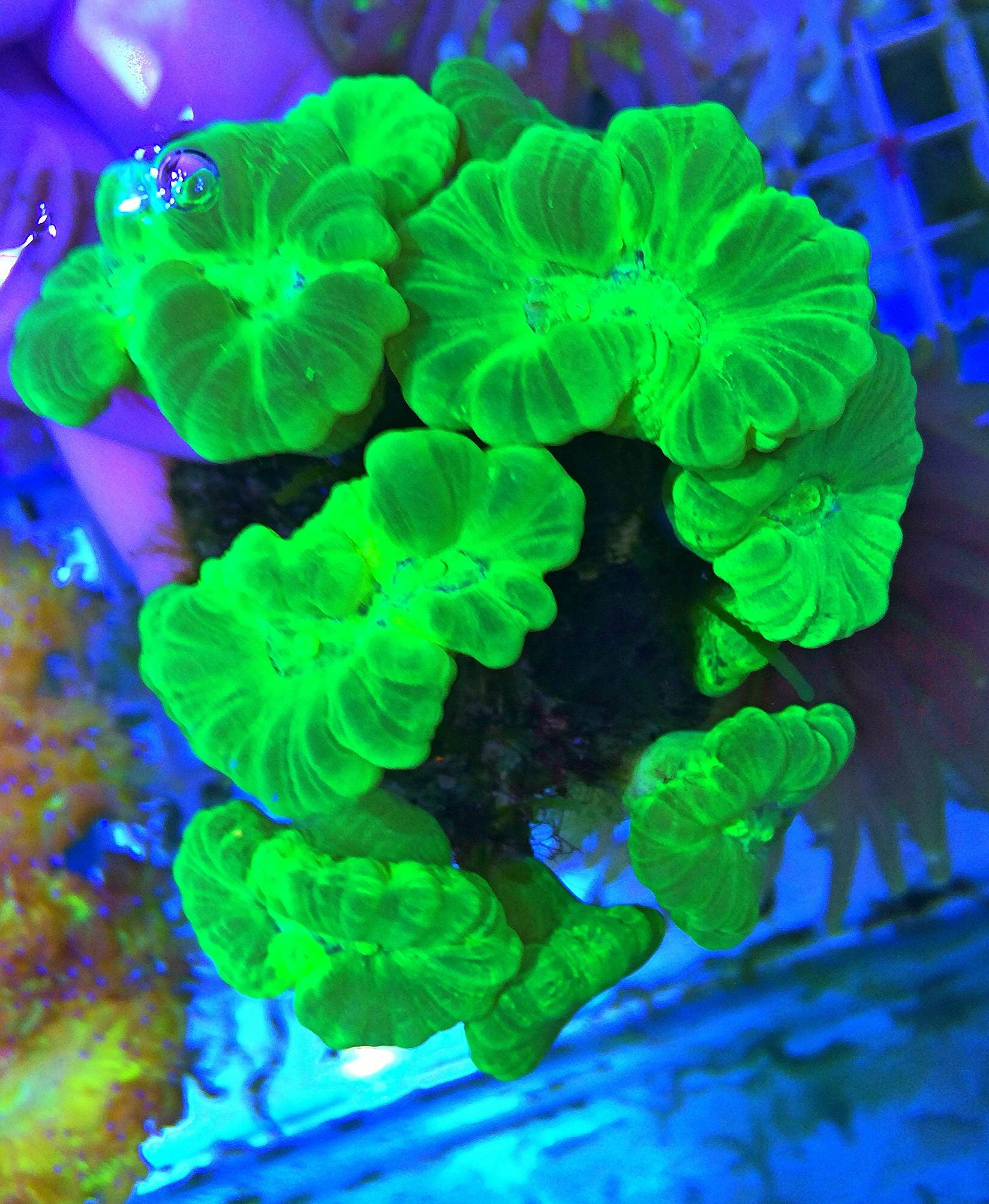 [ NEW A1-A30 Corals PREMIUM ] ขอเรียนเชิญ ทุกท่านครับ ของใหม่ &เน้น ...