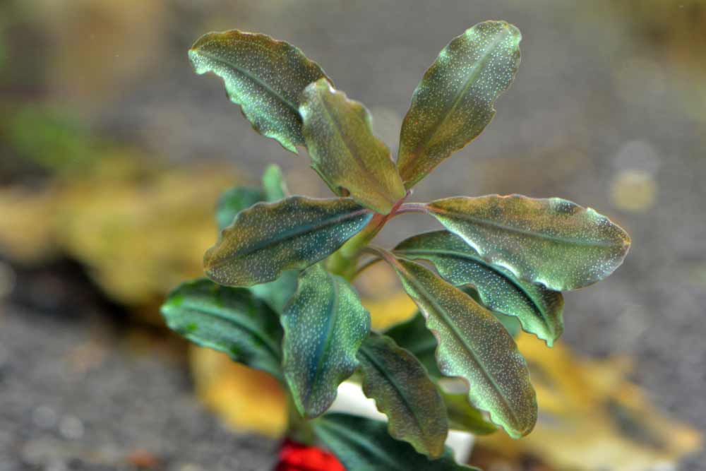 Bucephalandra lamandau mini form submerged red EMS ฟรี