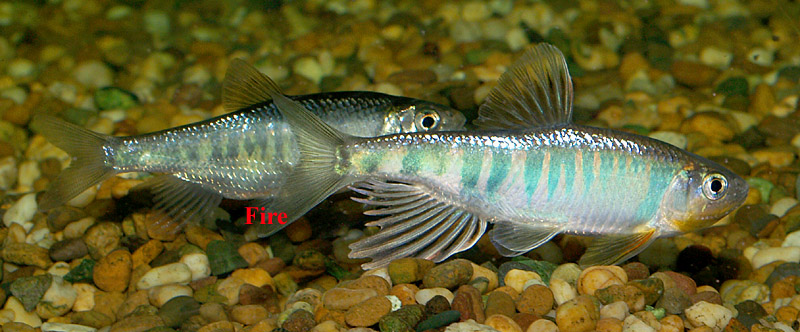 Zacco pachycephalus, Zacco playtpus and Zacco evolans