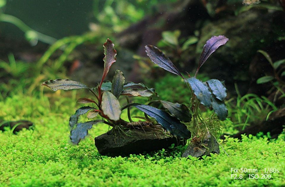 Bucephalandra sp.Brownie Ghost - Red ราคาเริ่มต้น 500 บาท รายละเอียด ...