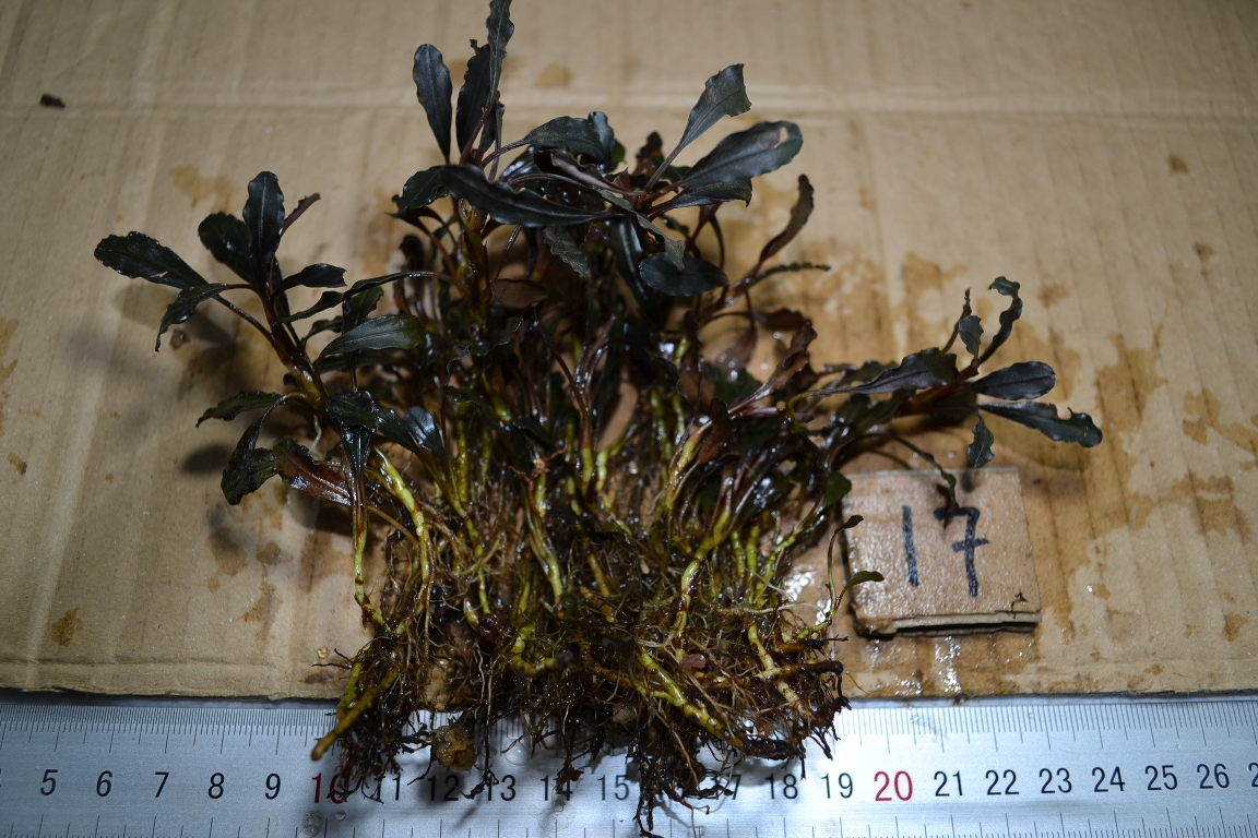 ปิดรับออร์เดอร์ครับสินค้ามาถึงพรุ่งนี้