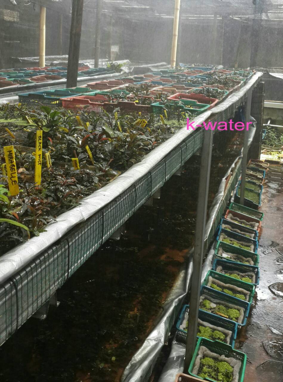 bucephalandra farm jakarta plant..
