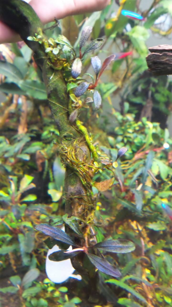 ปิดคืนนี้ครับ..เปิดประมูล bucep. brownie ghost ใบน้ำ..งามแต้น้อ 1ขอน