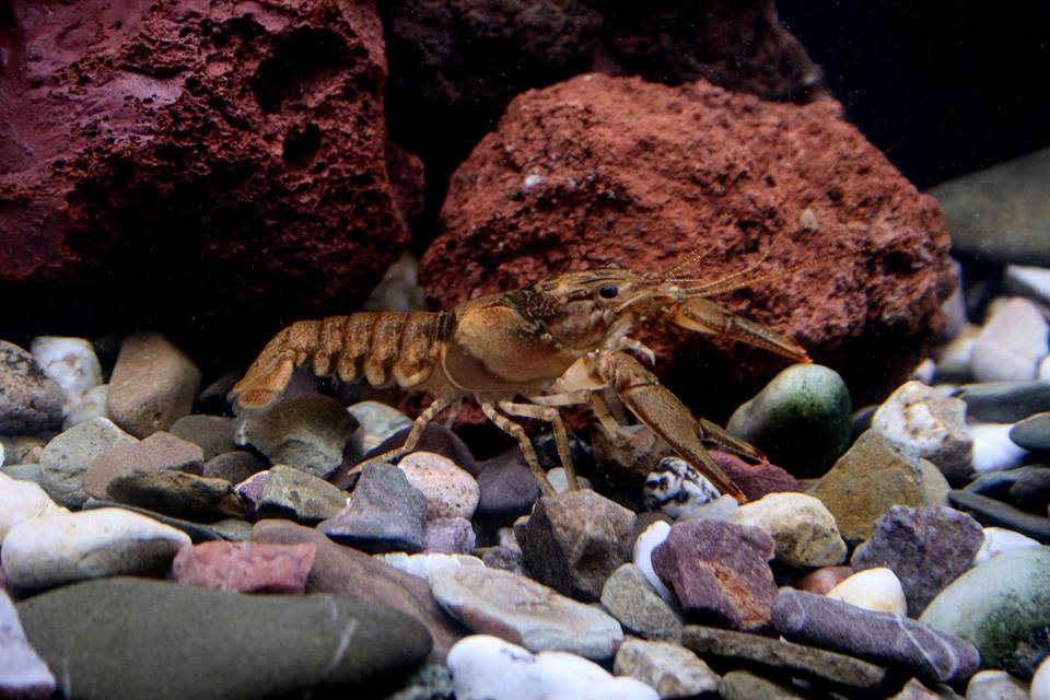 ปล่อย แปซิฟาส บลูเพิร์ลลูกใน สไปคูริเฟอร์ และลูกผสม มิก+บลูสปอต หน้า ...