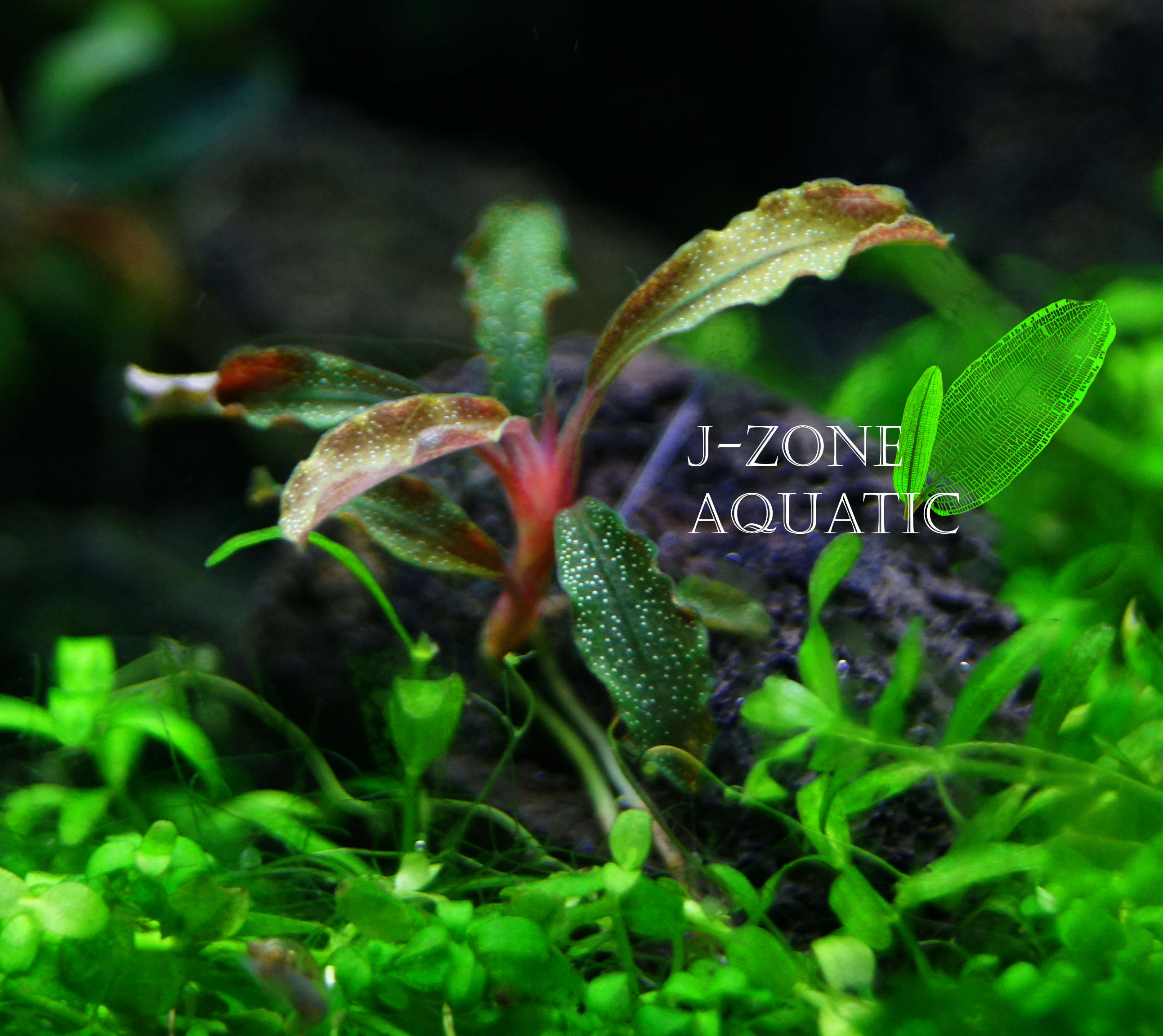 Bucep. Kedakang japan /Brownie Ghost NK มีของแถมทุกต้นจ้า