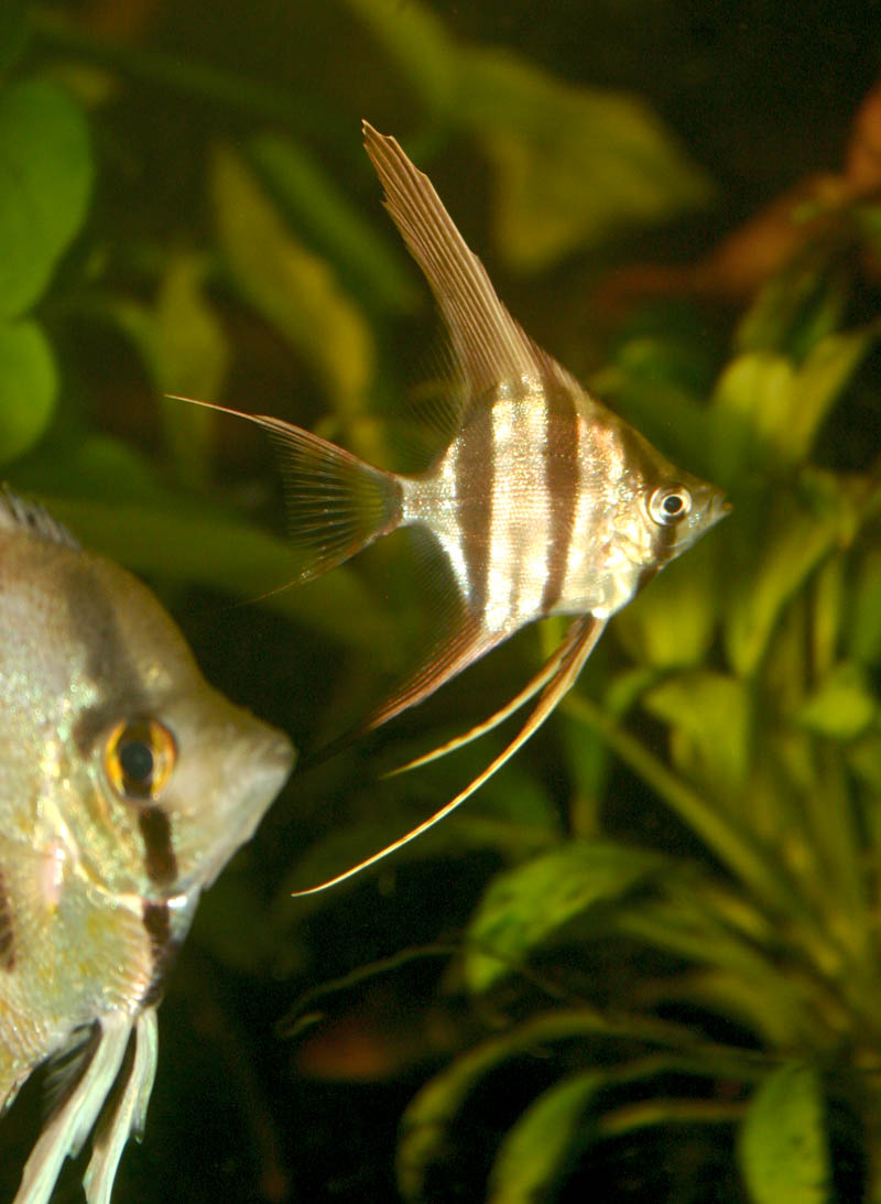 ขายปลา Altum Columbia (Wild), Altum Columbia (f1) and Altum Surinam (f1)