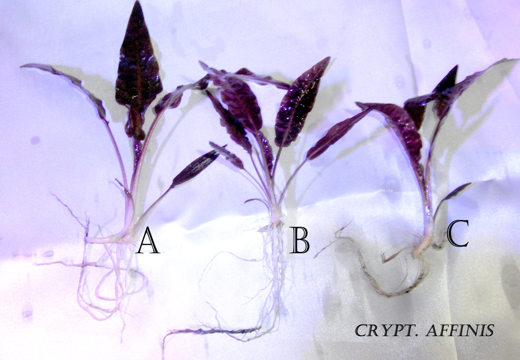 ขาย Crypt affinis , Crypt crispatala , อนูเบียสด่าง, มอสตะแกรง .........