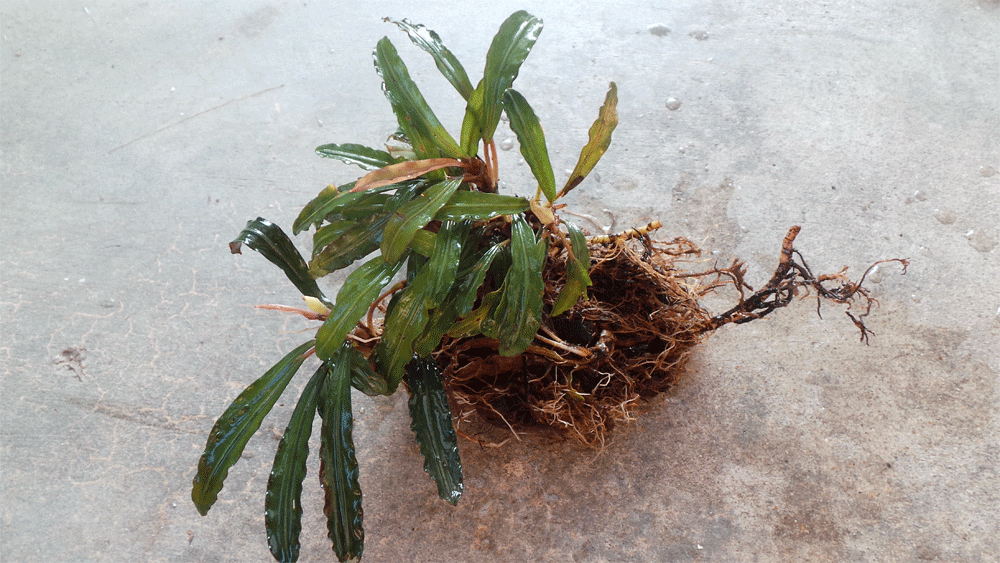 Buce sp. velvet sale @@@ ราคาพิเศษเพียง 1 วัน