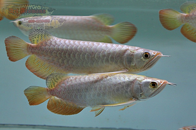 Super High Back Golden ขนาด7-8นิ้ว ชุดใหม่มีให้เลือกเพียบบ By.Art Arowana