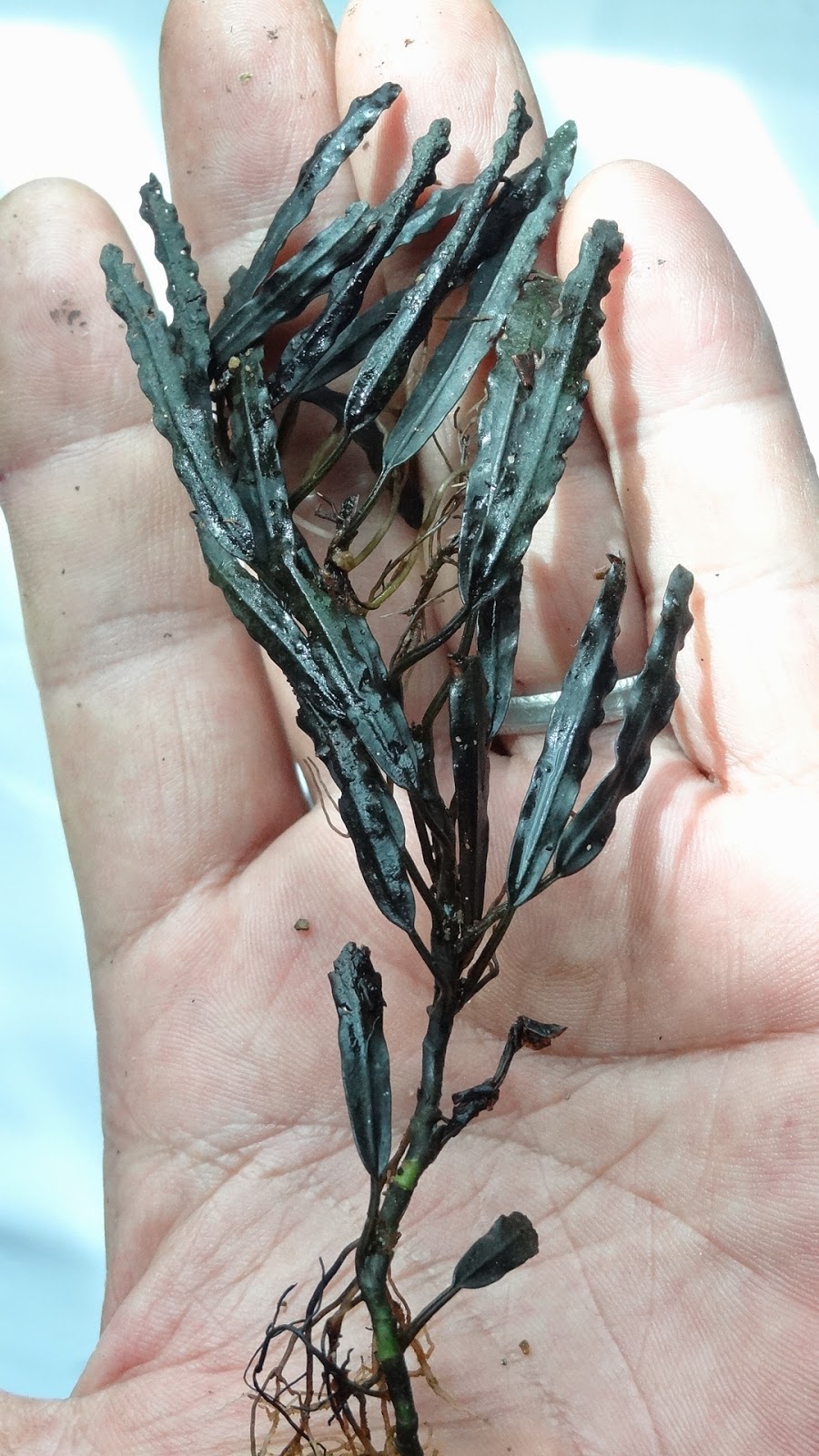 เปิดพรีออร์เดอร์รับจอง rare item จากนากาโมโตะ & Ech พรุ่งนี้ปิดรับออร์เดอร์