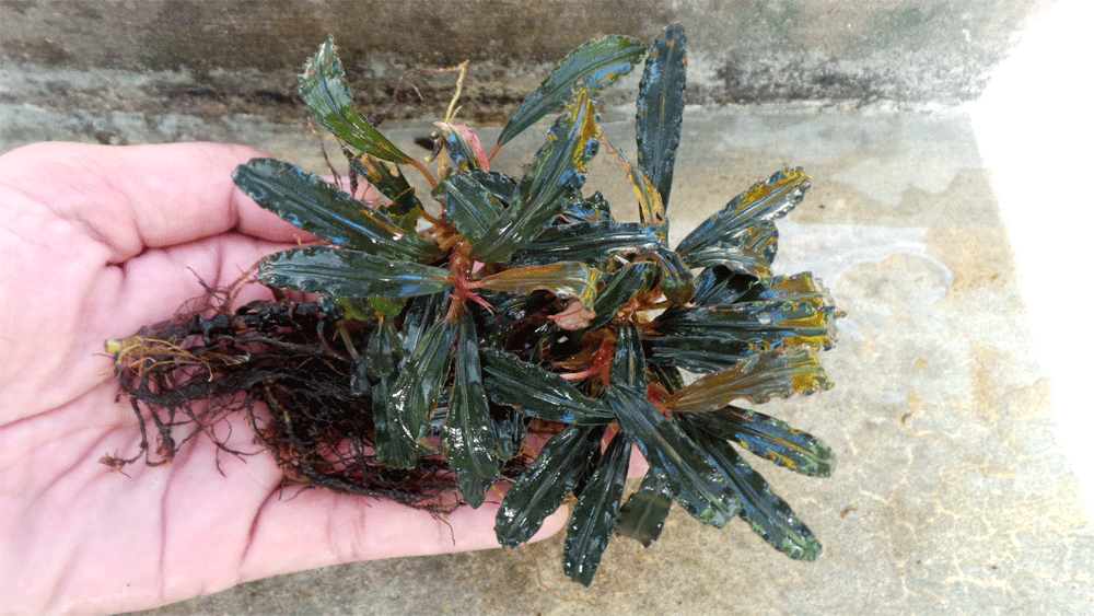 Buce sp. velvet sale @@@ ราคาพิเศษเพียง 1 วัน