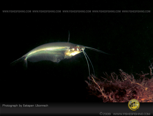 ปลาหนวดแมวสี่หนวด (Ompok eugeneiatus )