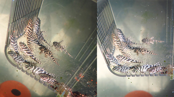 ขาย L333 เรดไชเนอร์ พานาเม้นต์ ปลากัดใต้ อีสาน มหาชัย