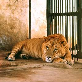 Liger กับ Tigon ลูกผสม เสือกับสิงโต