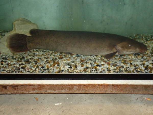 ขาย - ปลาดุกไฟฟ้ายักษ์ Malapterurus microstoma | 0101541 | ซื้อ ขาย ...