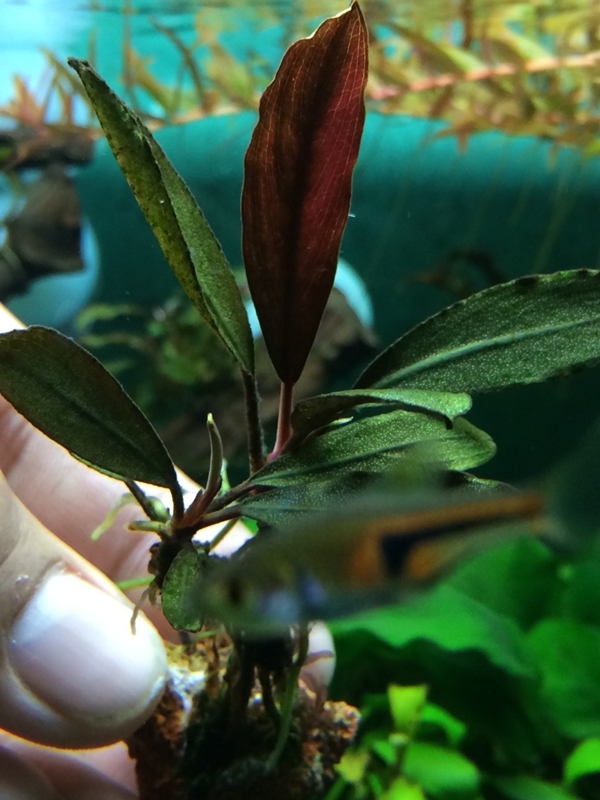 ขอเปิดประมูล Bucephalandra Red Under Leaf งามๆสีกำลังสวย 1 ต้น ปิด 21:00