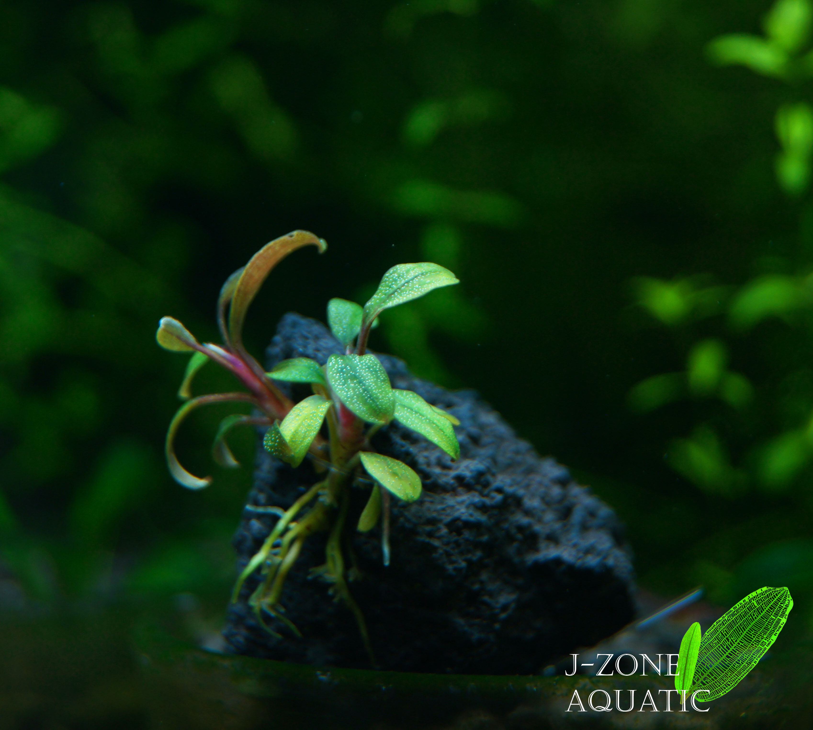 Bucep. Kedakang japan /Brownie Ghost NK มีของแถมทุกต้นจ้า