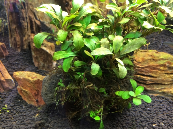 Sale Bucep Aurora /lamandau purple เป็นกอหน่อยครับ ของหนัก ส่งฟรี