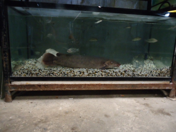 ขาย - ปลาดุกไฟฟ้ายักษ์ Malapterurus microstoma | 0101541 | ซื้อ ขาย ...