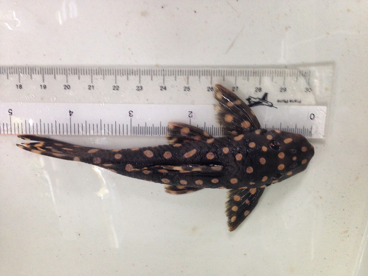 ขาย Baryancistrus sp. (LDA082) "Opal Spot Pleco"