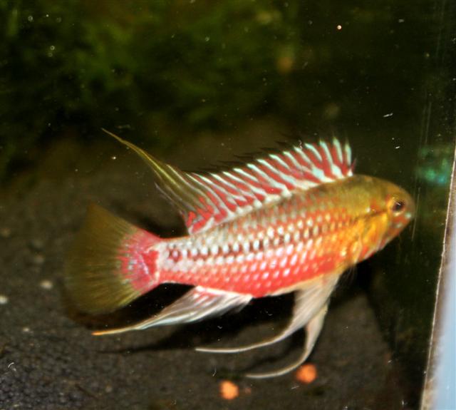 Sale apistogramma Vielfleck breed, Agas fire redลูกเพาะในครับ 2 คู่