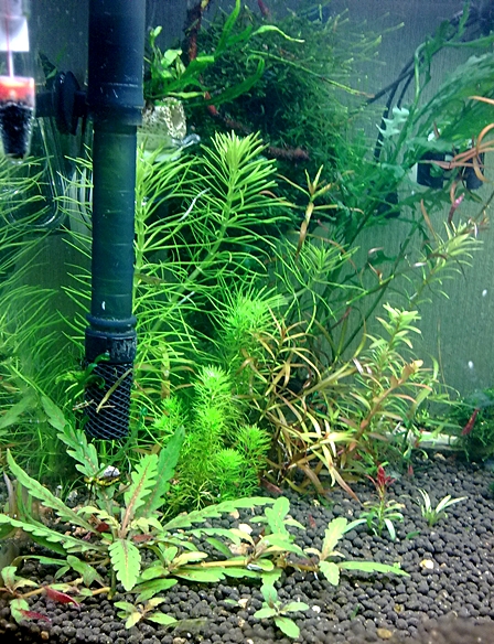 Mix & Not Match Tank