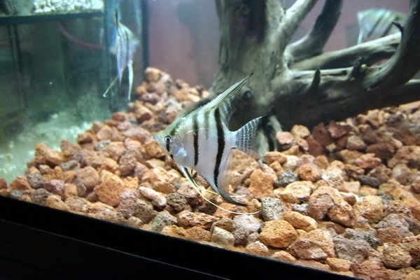 K_AQUATIC รับสั่งอัลตั้ม รอบที่3 ปลามาวันที่ 4 สิงหาคม รายละเอียดหน้า 5