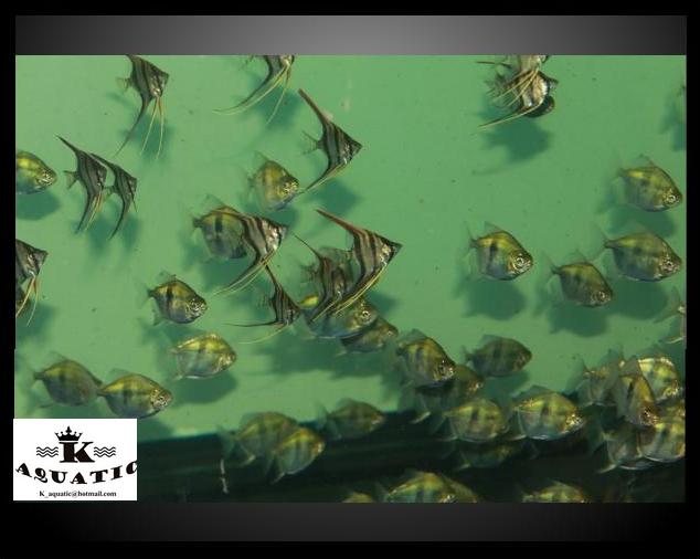 K_AQUATIC รับสั่งอัลตั้ม รอบที่3 ปลามาวันที่ 4 สิงหาคม รายละเอียดหน้า 5