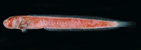 ปลา Bearded worm goby