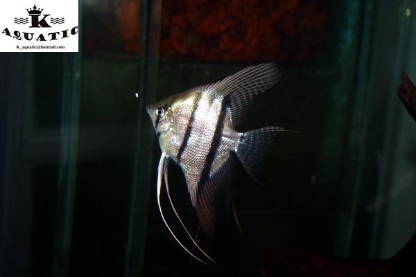 K_AQUATIC รับสั่งอัลตั้ม รอบที่3 ปลามาวันที่ 4 สิงหาคม รายละเอียดหน้า 5