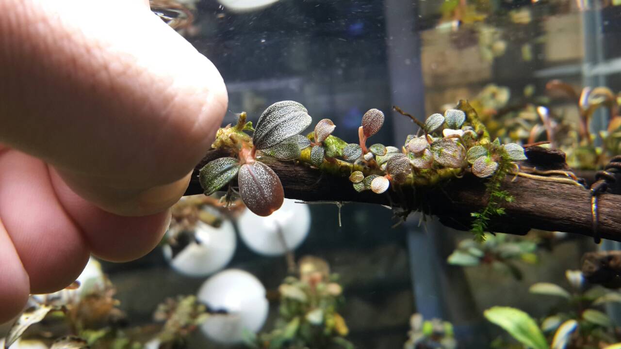 เปิดประมูล Bucephalandra Brownie Helena แจ๊สสๆ ..แน่นๆๆ 1ขอนครับ~~