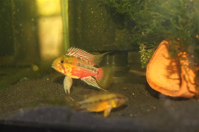 Sale apistogramma Vielfleck breed, Agas fire redลูกเพาะในครับ 2 คู่