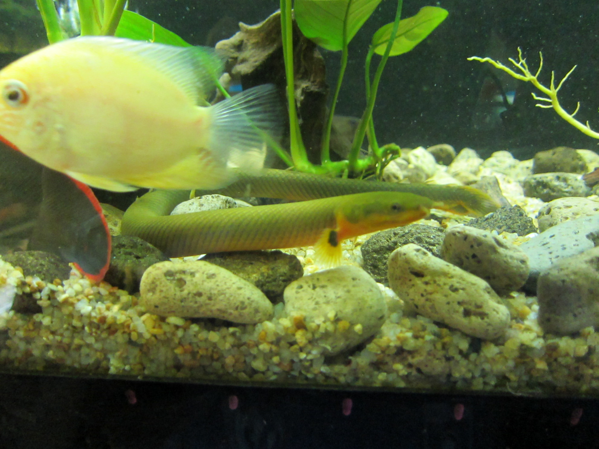 ขาย reed fish หน่อยจ้า