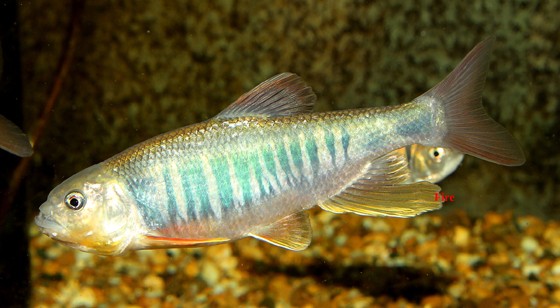 Zacco pachycephalus, Zacco playtpus and Zacco evolans