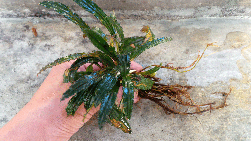 Buce sp. velvet sale @@@ ราคาพิเศษเพียง 1 วัน