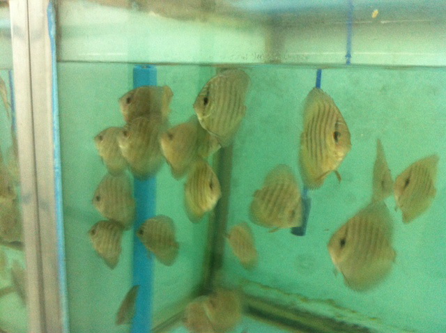 Brilliant Discus...Update: Wild Heckel!!