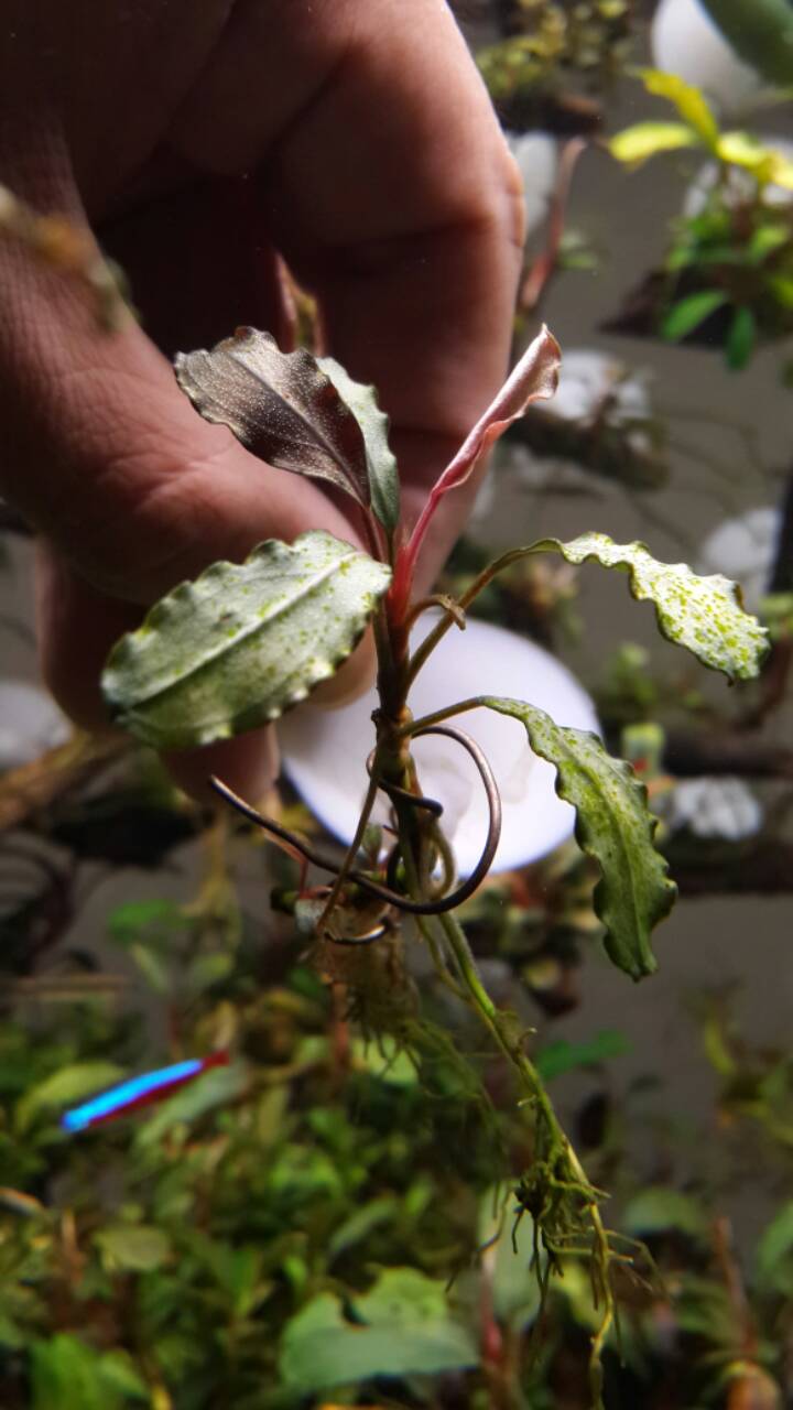 bucephalandra by k-water 12-12-56