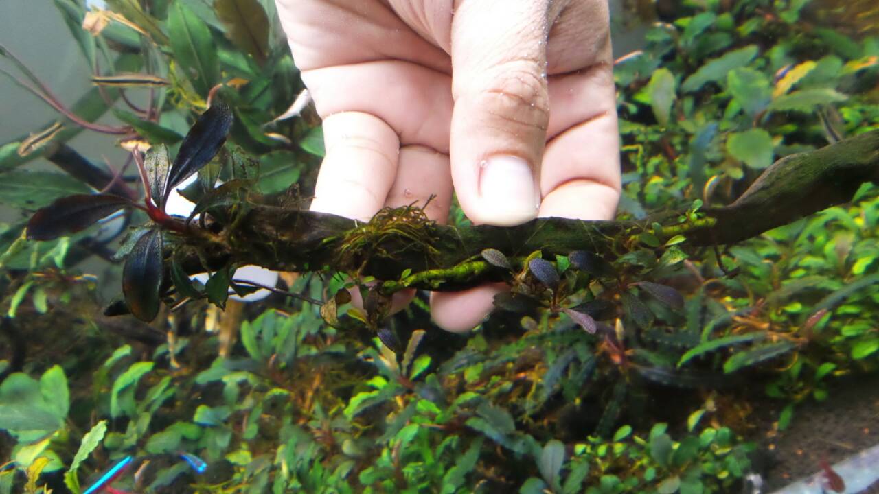 ปิดคืนนี้ครับ..เปิดประมูล bucep. brownie ghost ใบน้ำ..งามแต้น้อ 1ขอน