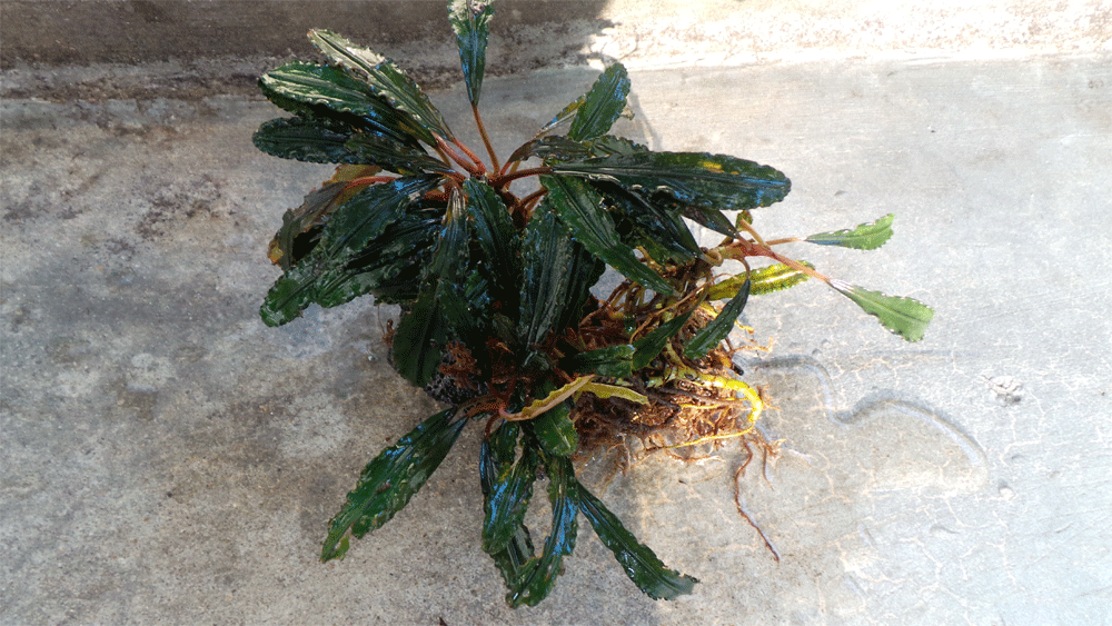 Buce sp. velvet sale @@@ ราคาพิเศษเพียง 1 วัน