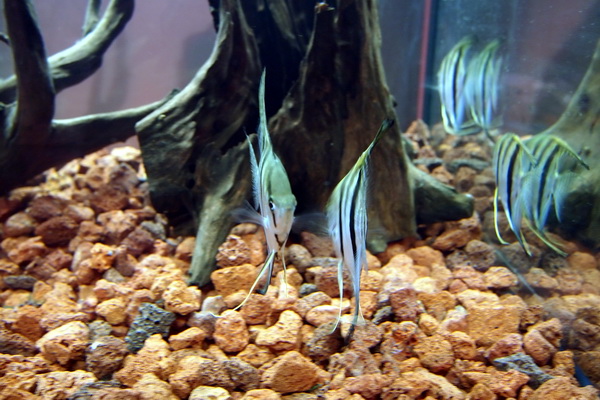 K_AQUATIC รับสั่งอัลตั้ม รอบที่3 ปลามาวันที่ 4 สิงหาคม รายละเอียดหน้า 5