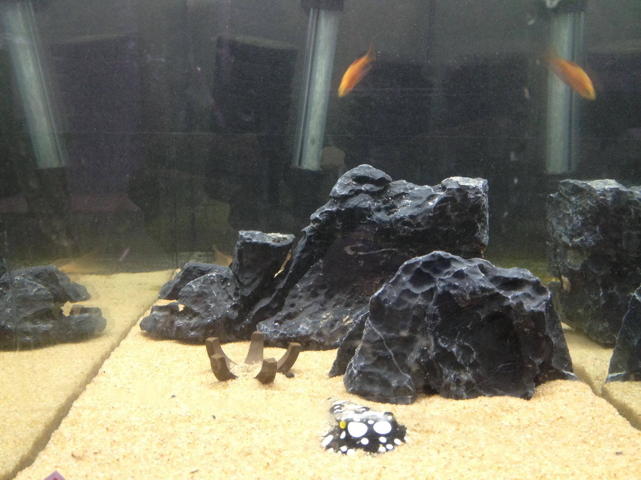 หินจัดตู้ไม้น้ำ Zenryu stone มีเข้ามาจำหน่ายแล้วครับ