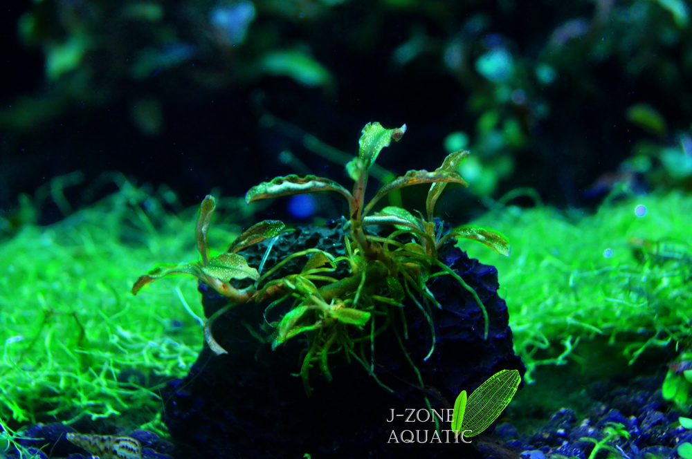 Bucep. Kedakang japan /Brownie Ghost NK มีของแถมทุกต้นจ้า