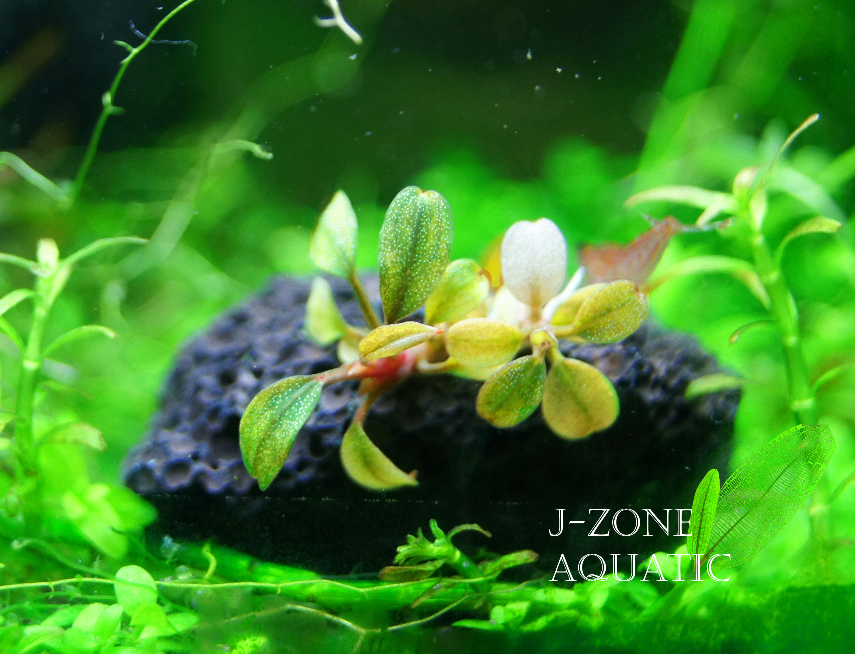 Bucep. Kedakang japan /Brownie Ghost NK มีของแถมทุกต้นจ้า